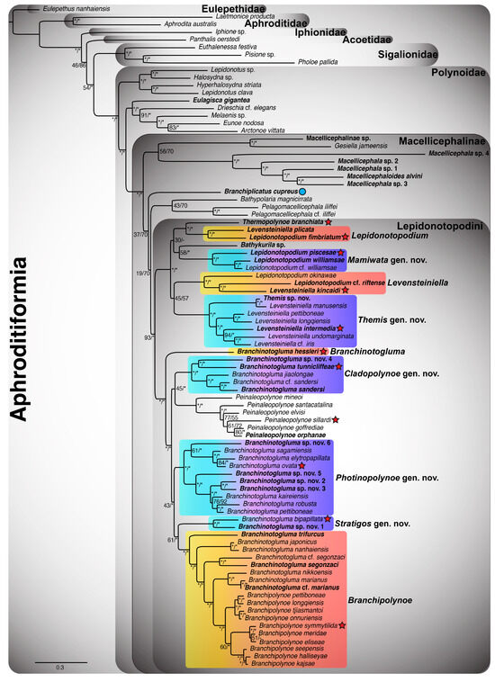 Phylogenetics of Lepidonotopodini (Macellicephalinae, Polynoidae ...