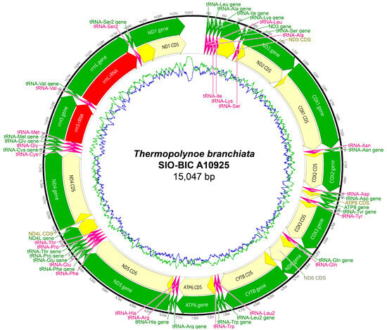 Phylogenetics of Lepidonotopodini (Macellicephalinae, Polynoidae ...