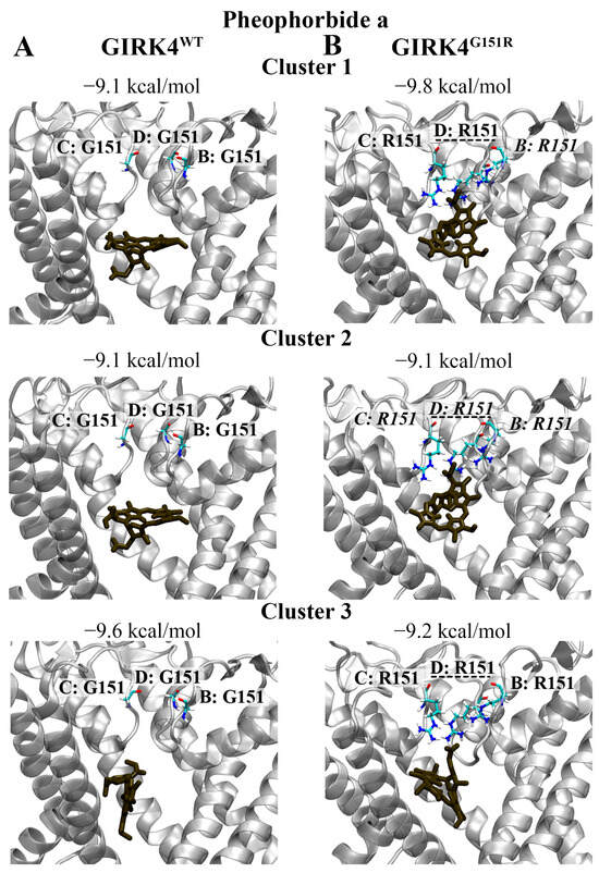 An In Silico Investigation of the Pathogenic G151R G Protein-Gated ...