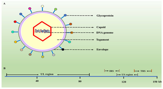Insight into the Interaction Mechanism of Pseudorabies Virus Infection