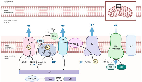 ROS, an Important Plant Growth Regulator in Root Growth and Development ...