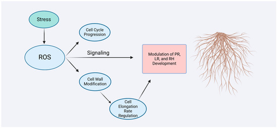ROS, an Important Plant Growth Regulator in Root Growth and Development ...