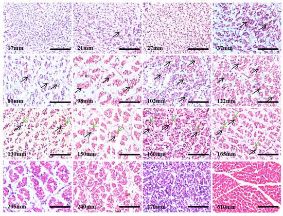The Development of Prenatal Muscle Satellite Cells (MuSCs) and Their ...