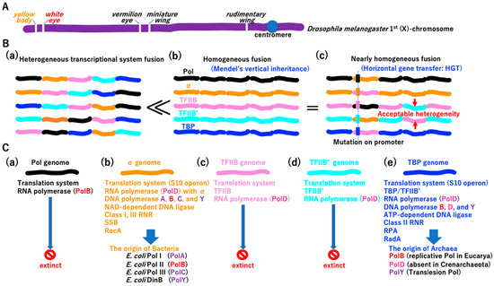 The Possible Crystallization Process in the Origin of Bacteria, Archaea ...
