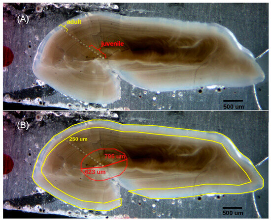 Antarctic Toothfish Dissostichus mawsoni in the South Orkney Islands ...