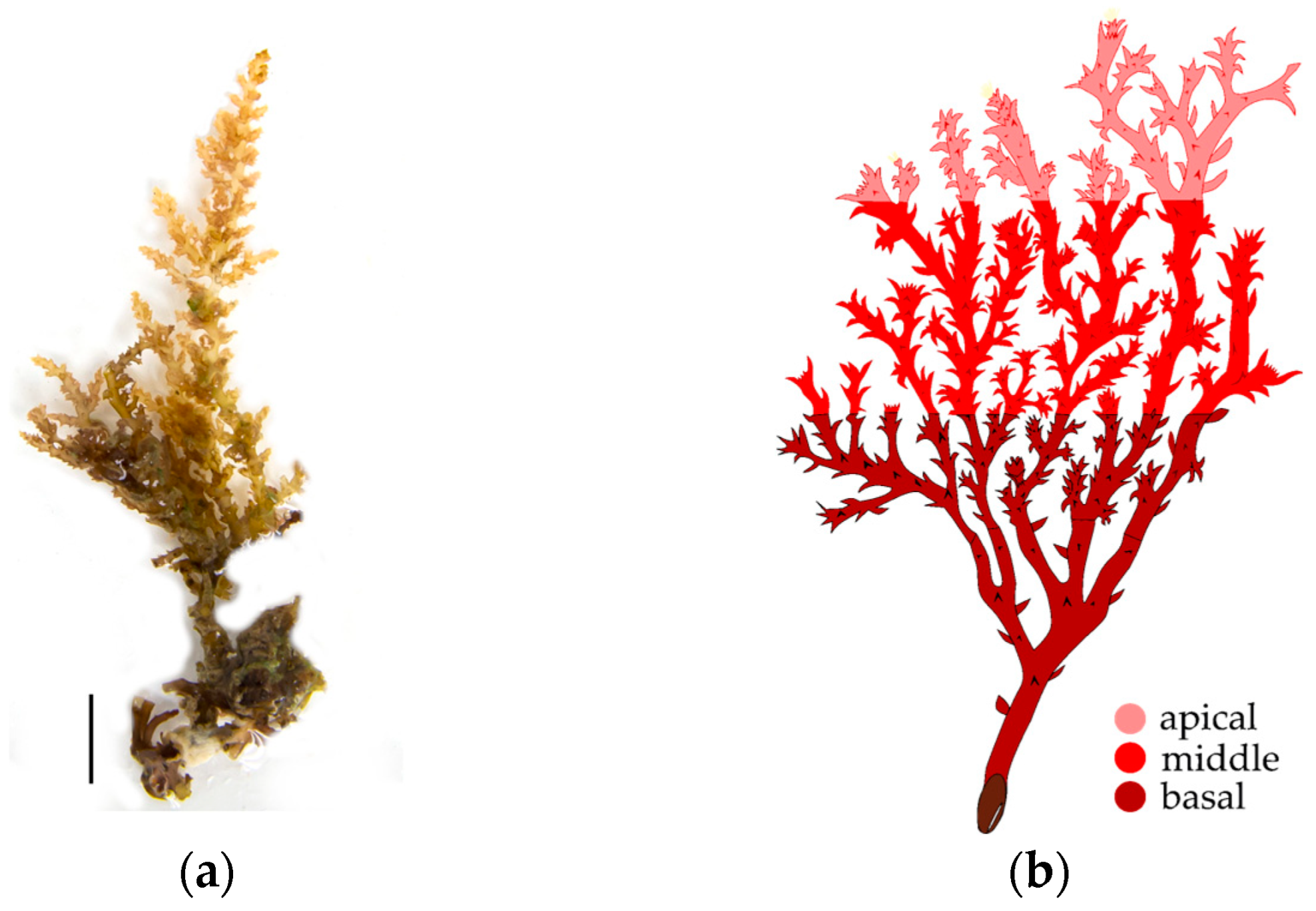Community Composition of Epibiont Hydroids of the Naturalized Alien ...