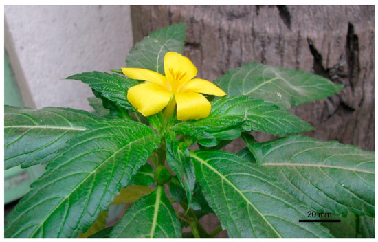 Impact of Seasonal Atmospheric Factors and Photoperiod on Floral ...