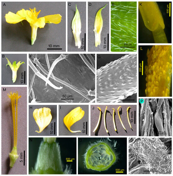 Impact of Seasonal Atmospheric Factors and Photoperiod on Floral ...