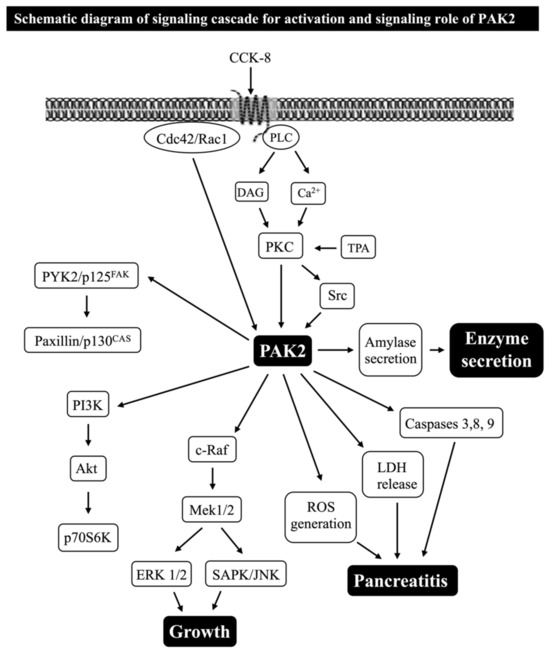 The Important Role of p21-Activated Kinases in Pancreatic Exocrine Function