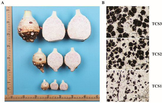 Integrated Transcriptome and Proteome Analysis Provides New Insights ...