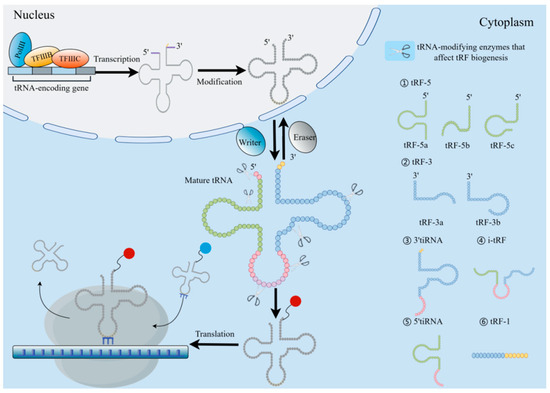 The Role of tRNA-Derived Small RNAs (tsRNAs) in Regulating Cell Death ...