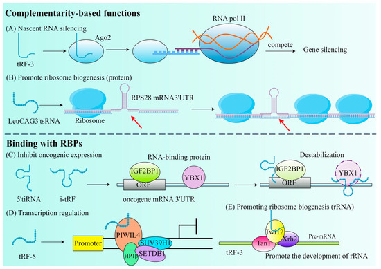 The Role of tRNA-Derived Small RNAs (tsRNAs) in Regulating Cell Death ...