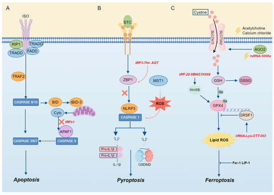 The Role of tRNA-Derived Small RNAs (tsRNAs) in Regulating Cell Death ...