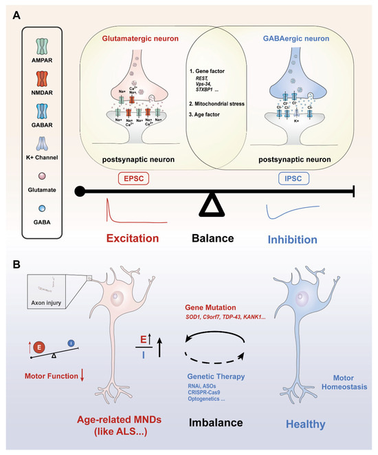 Neural Excitatory/Inhibitory Imbalance in Motor Aging: From Genetic ...
