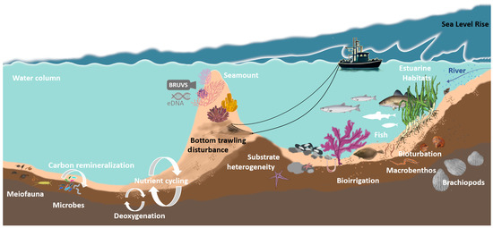 Beyond the Surface: The Peculiar World of Benthic Biodiversity, from ...