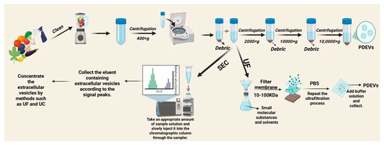 Advances in Plant-Derived Extracellular Vesicle Extraction Methods and Pharmacological Effects