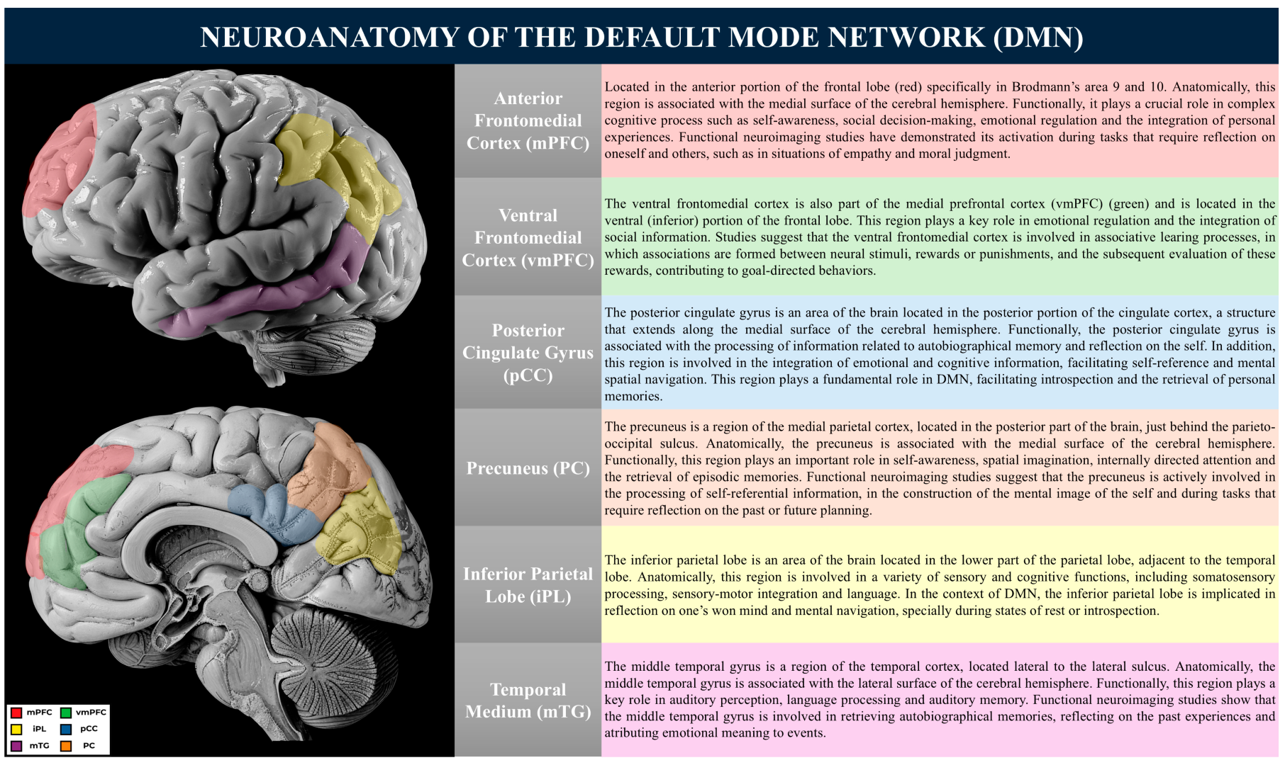 The Journey Of The Default Mode Network Development Function And Impact On Mental Health