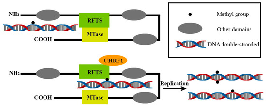 Cross-Kingdom DNA Methylation Dynamics: Comparative Mechanisms of 5mC ...