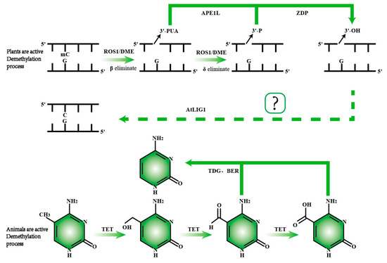 Cross-Kingdom DNA Methylation Dynamics: Comparative Mechanisms of 5mC ...