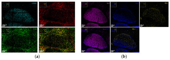 Unsupervised Clustering of Cell Populations in Germinal Centers Using ...
