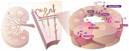 Renal Intercalated Cells: Alien Cells Inside Us?