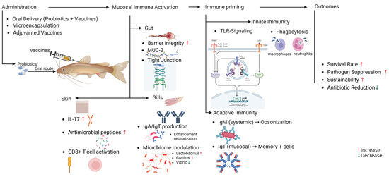 Probiotic–Vaccine Synergy in Fish Aquaculture: Exploring Microbiome ...