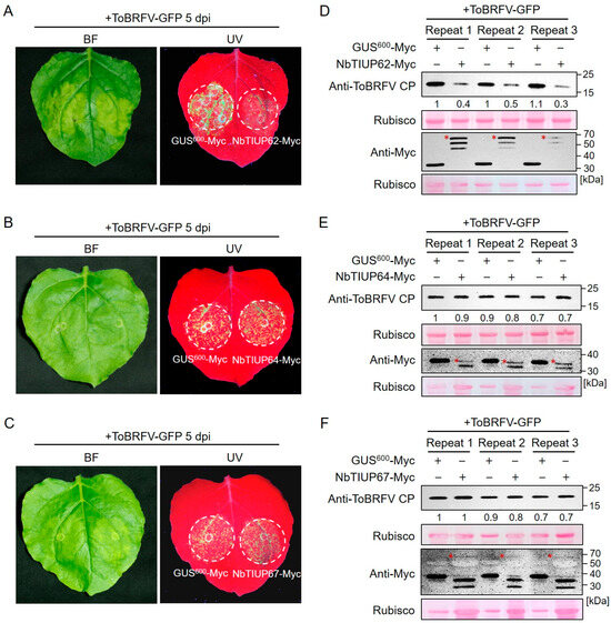 Comprehensive Ubiquitome Analysis of Nicotiana benthamiana Leaves ...