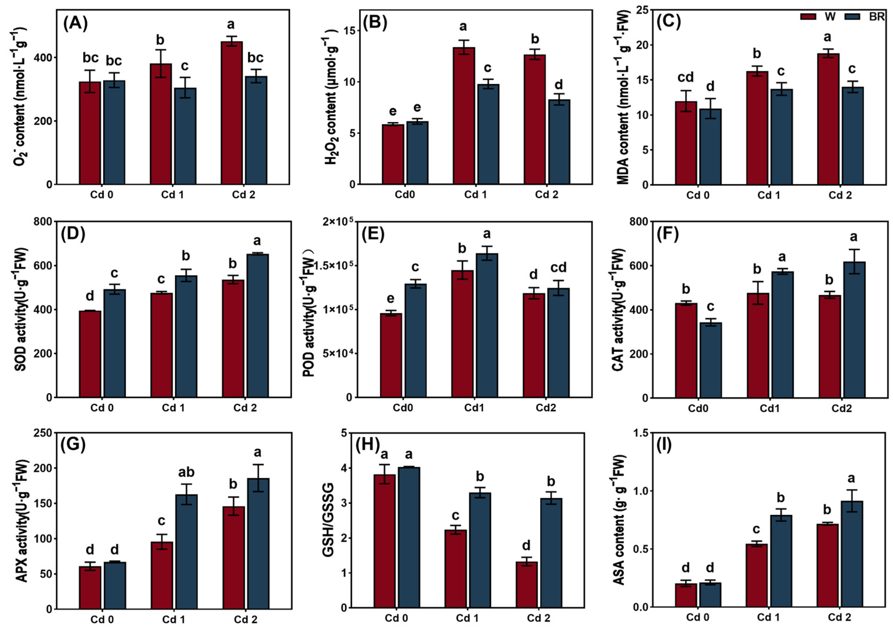 2,4-Epibrassinolide Mitigates Cd Stress by Enhancing Chloroplast ...