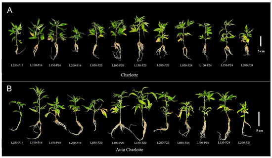 Optimizing LED Light Intensity and Photoperiod to Promote Growth and ...