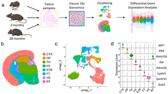 Spatial Transcriptomics Reveals Regional and Temporal Dynamics of Gene ...