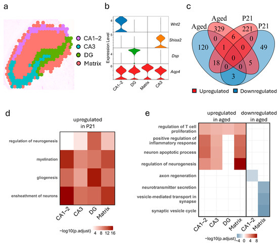 Spatial Transcriptomics Reveals Regional and Temporal Dynamics of Gene ...