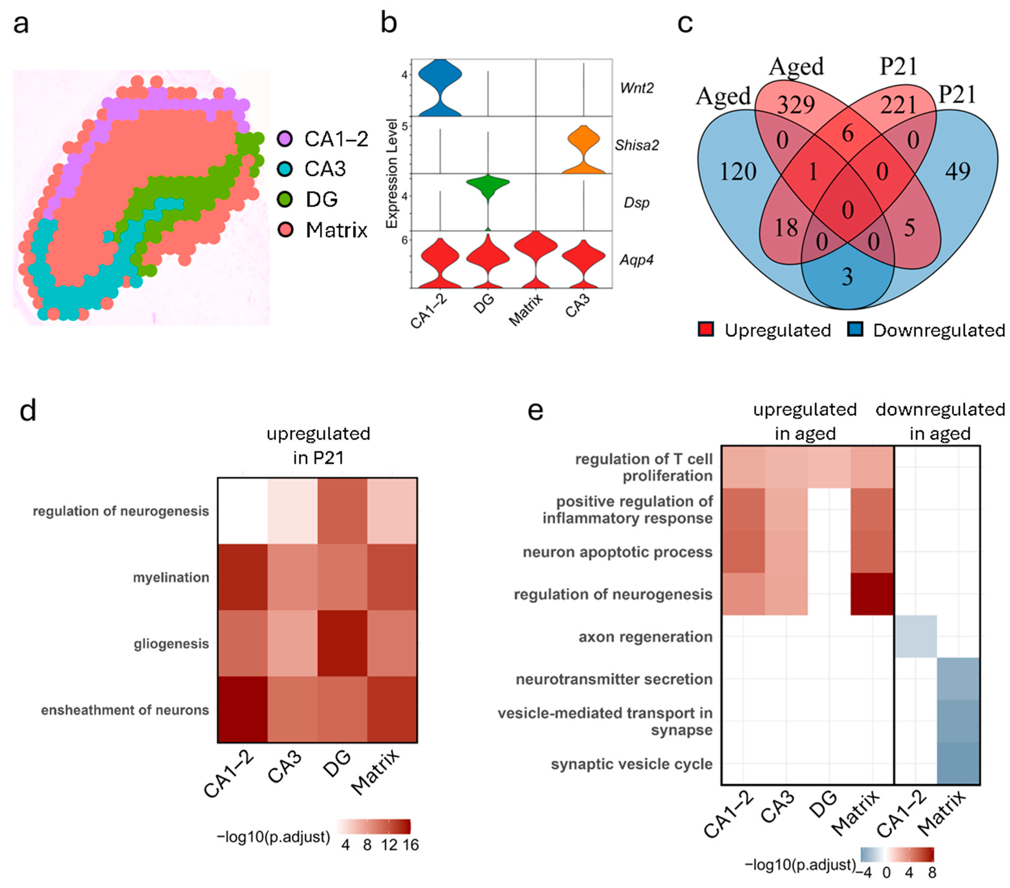 Spatial Transcriptomics Reveals Regional and Temporal Dynamics of Gene ...