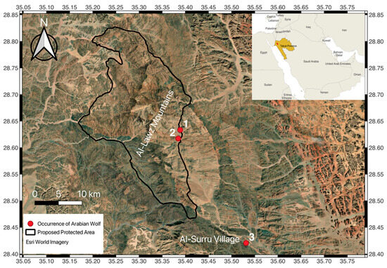Conservation of the Threatened Arabian Wolf (Canis lupus arabs) in a ...