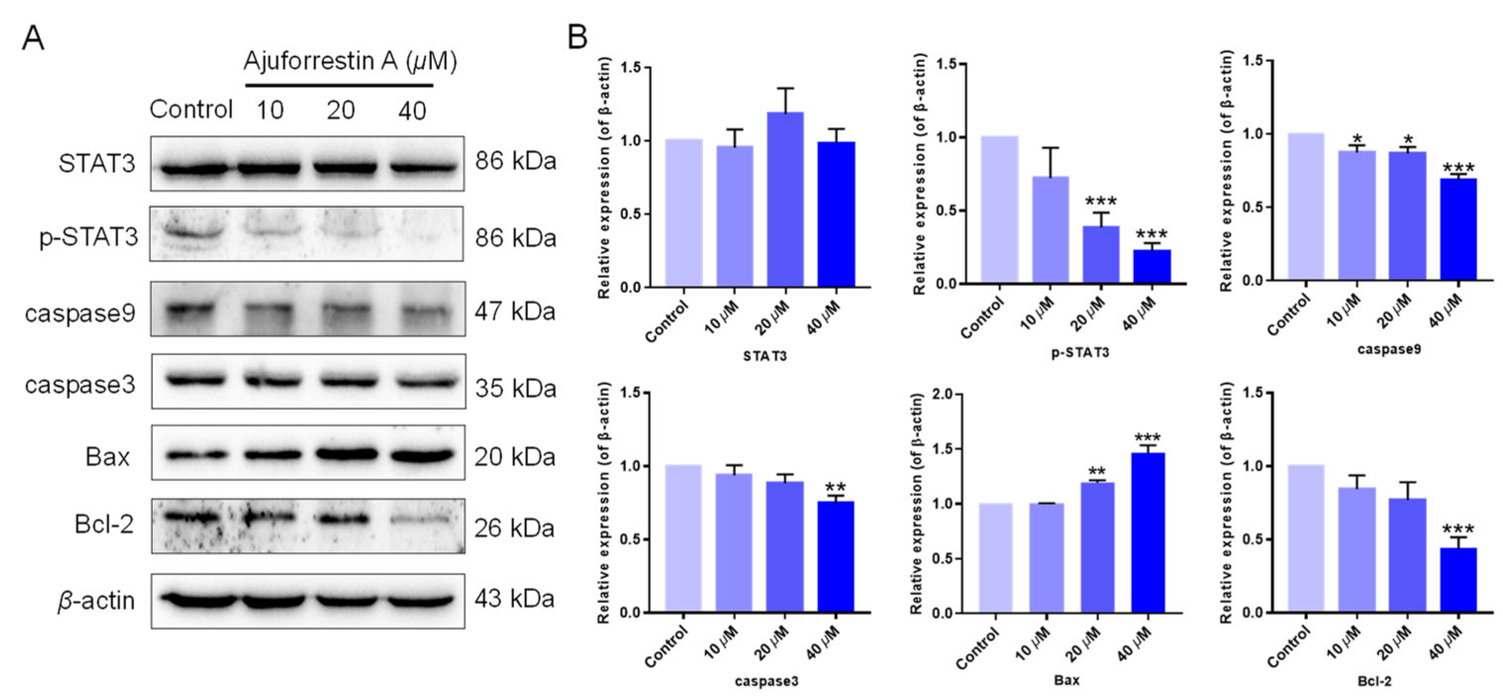 Ajuforrestin A Inhibits Tumor Proliferation and Migration by Targeting ...