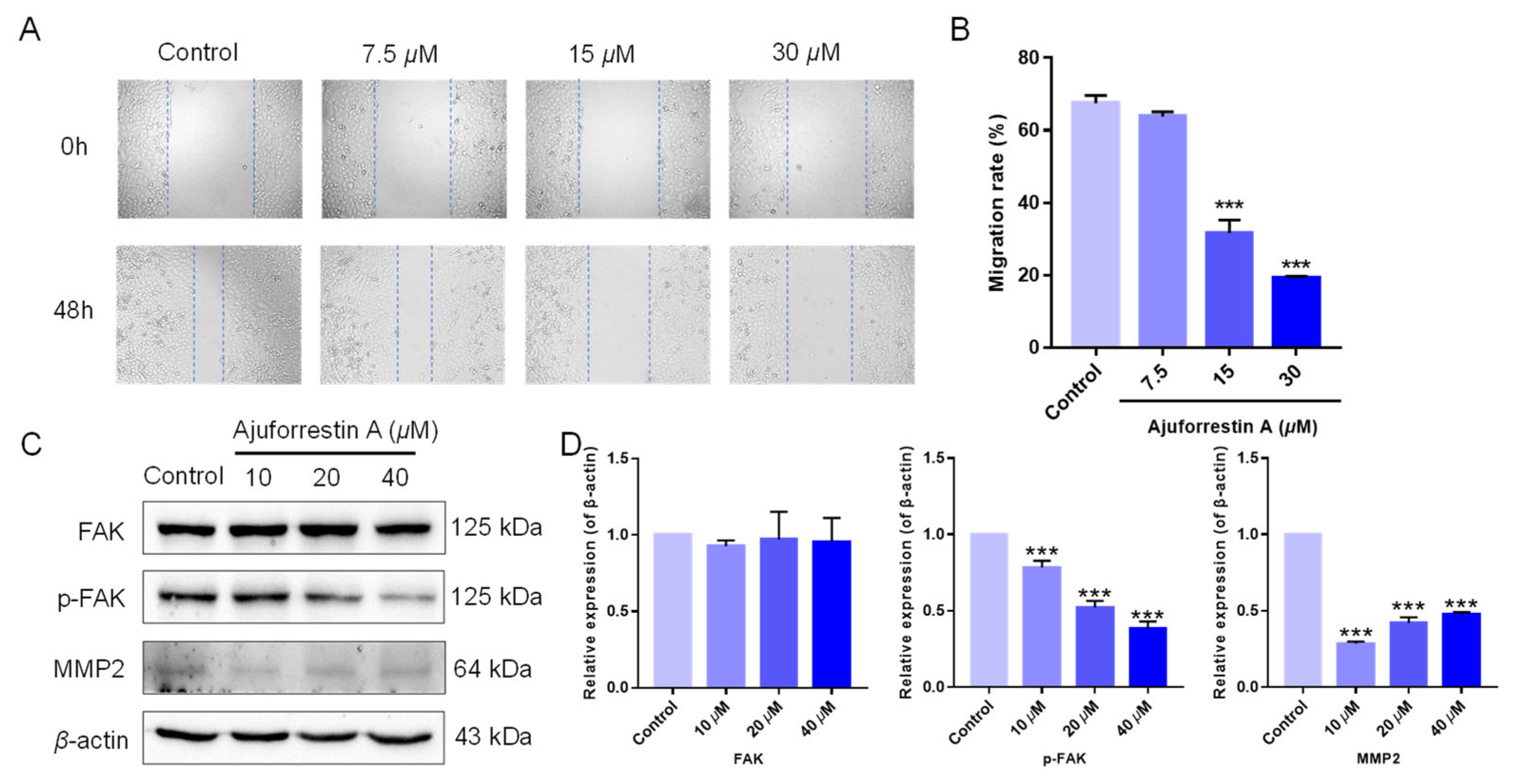 Ajuforrestin A Inhibits Tumor Proliferation and Migration by Targeting ...