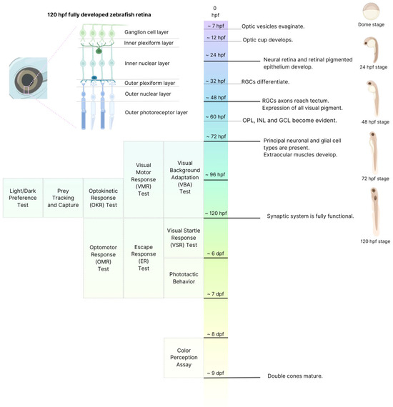 Eyes Wide Open: Assessing Early Visual Behavior in Zebrafish Larvae