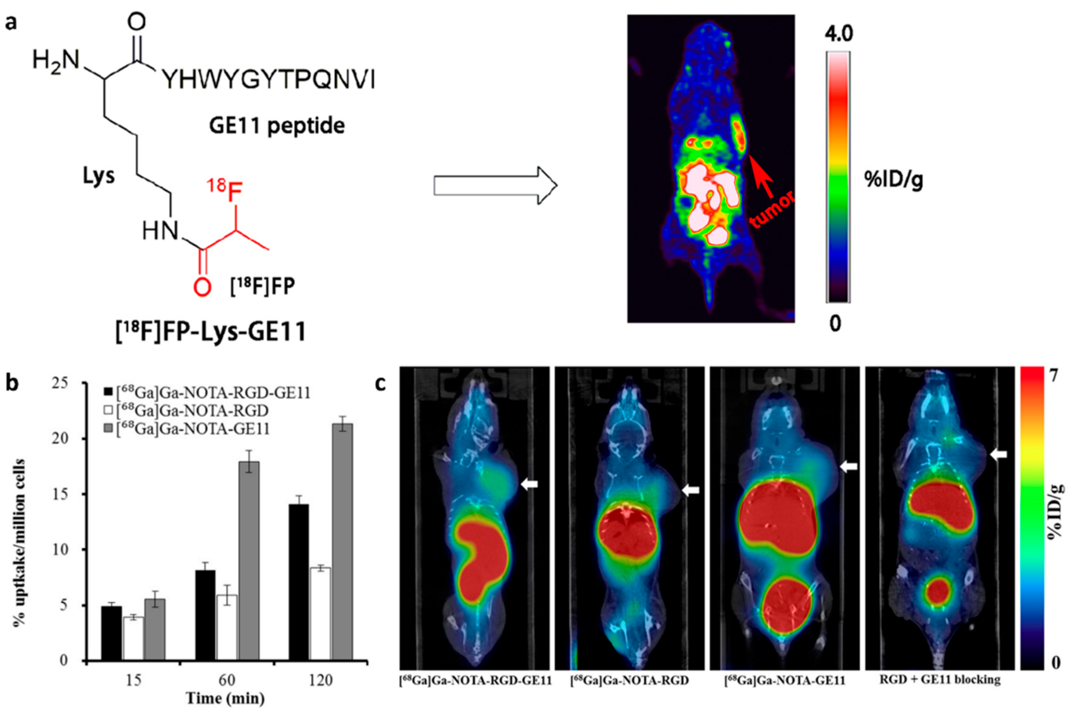 Epidermal Growth Factor Receptor (EGFR)-Targeting Peptides and Their ...