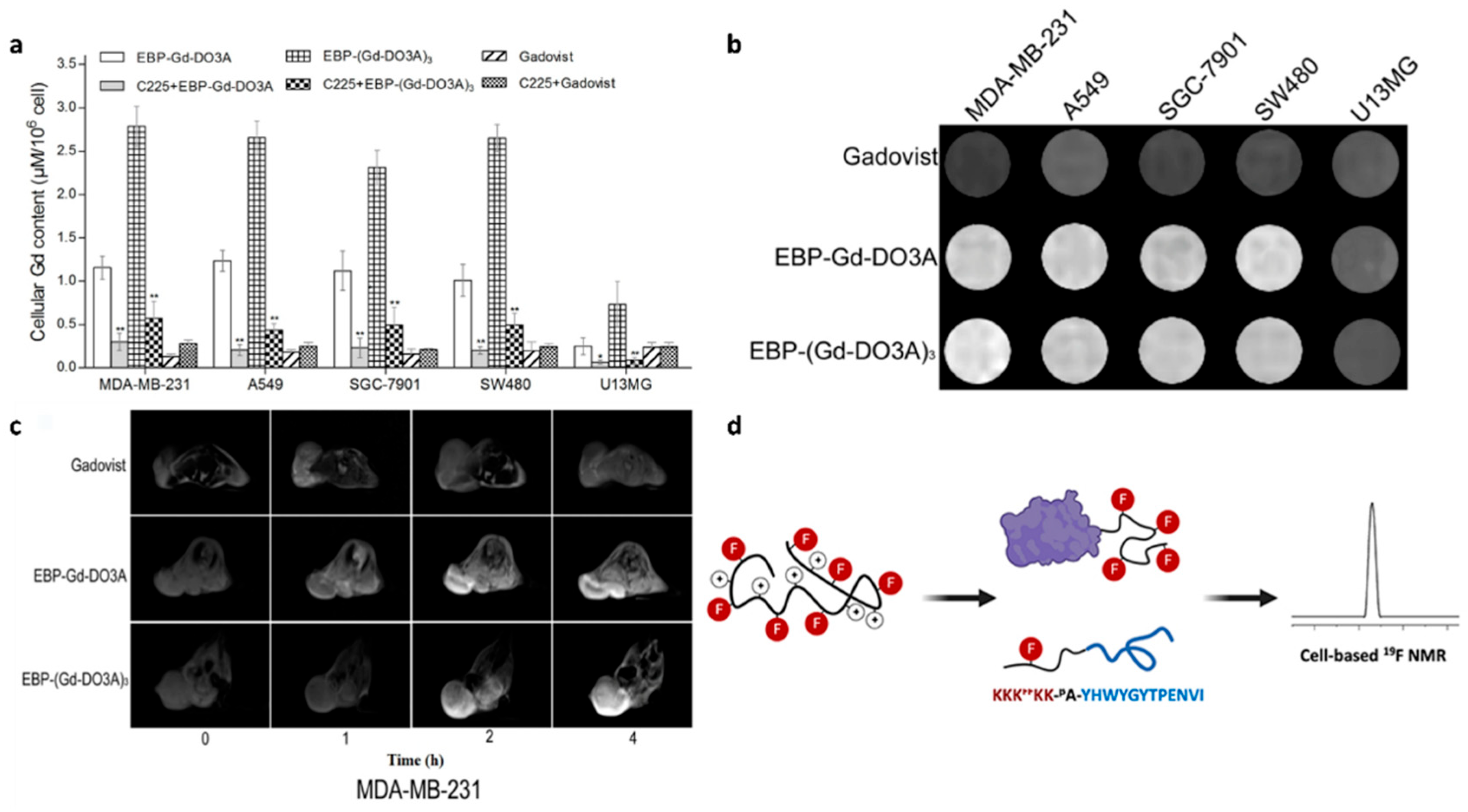 Epidermal Growth Factor Receptor (EGFR)-Targeting Peptides and Their ...