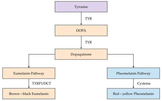 The Genetics and Evolution of Human Pigmentation