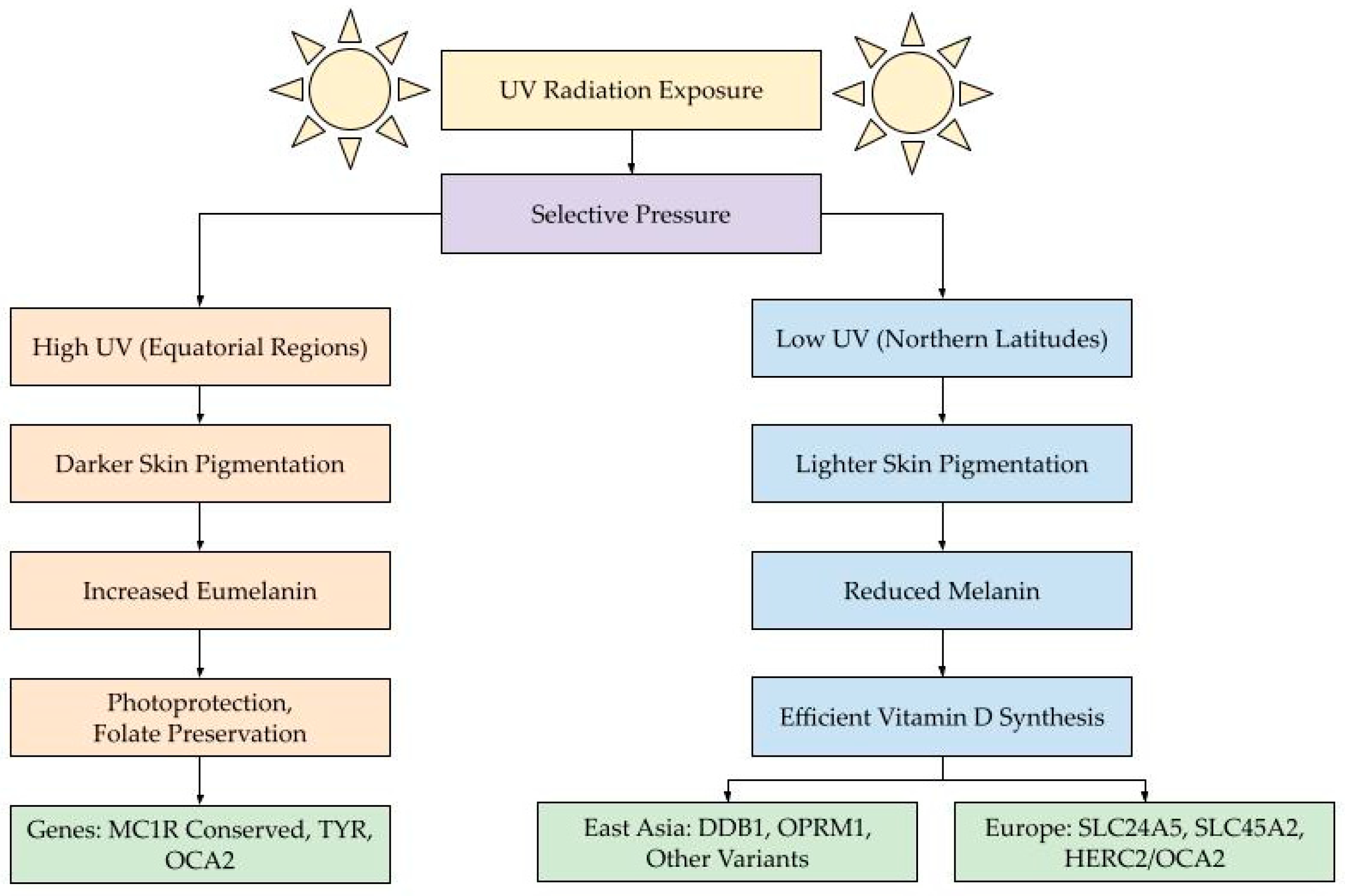 The Genetics and Evolution of Human Pigmentation