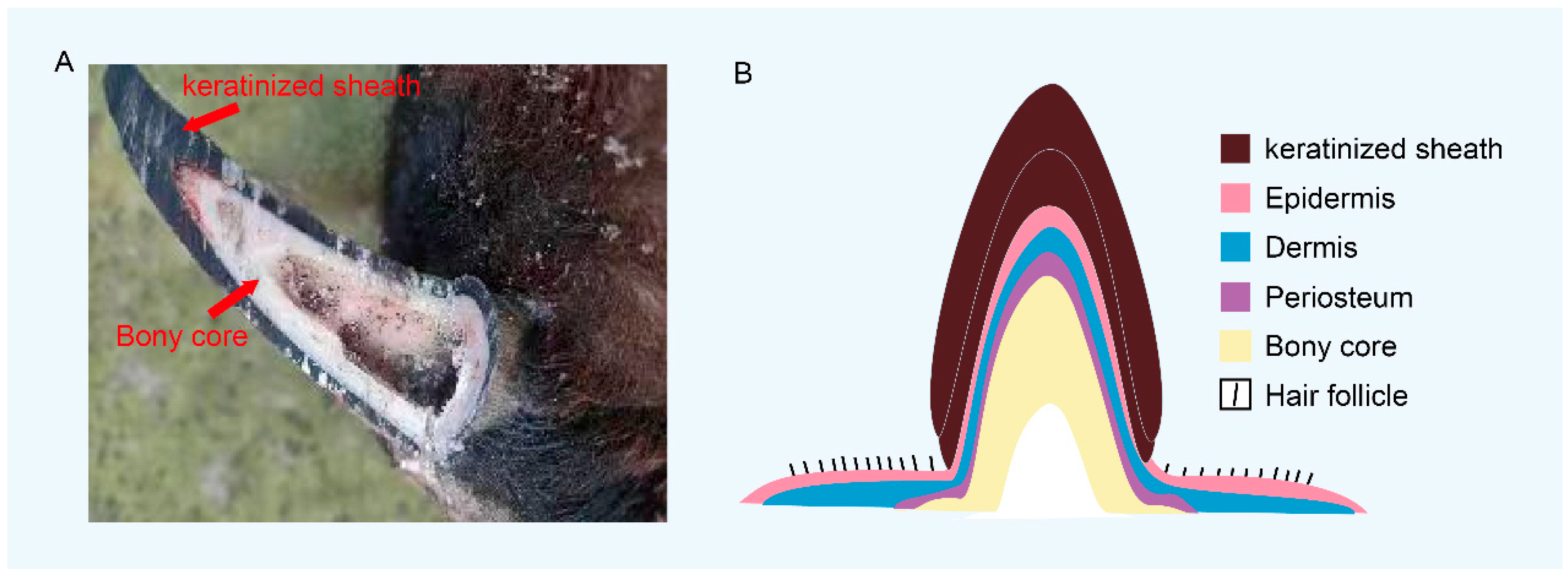 The Development of Horns in Bovidae and the Genetic Mechanisms ...