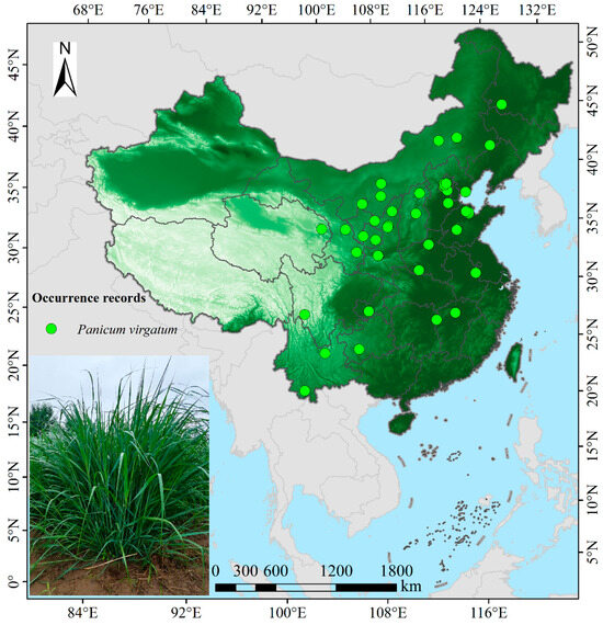 Forecasting Northward Range Expansion of Switchgrass in China via Multi ...