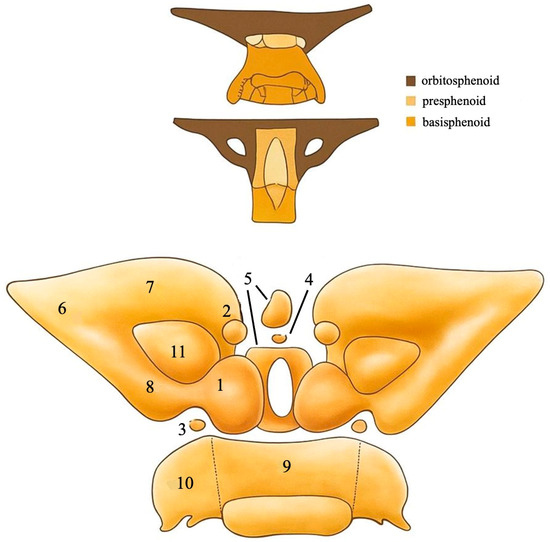 The Developing Human Sphenoid Bone: Linking Embryological Development ...