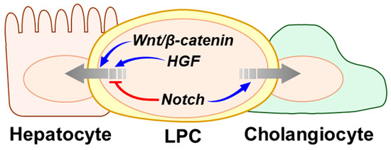 Liver Progenitor Cells: Cellular Origins, Plasticity, and Signaling ...