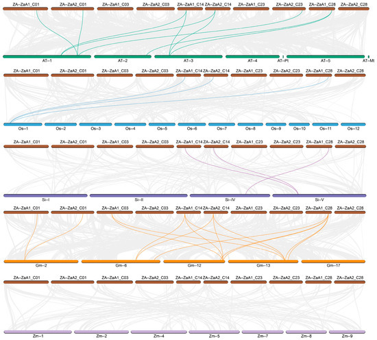 Genome-Wide Identification and Expression Analysis of the PEPC Gene ...