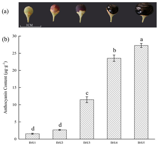 Integrated Metabolomic and Transcriptomic Analyses of Anthocyanin ...