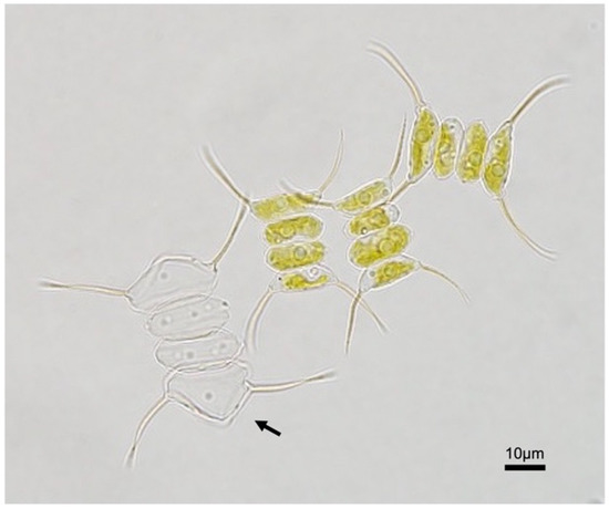 Species and Fatty Acid Diversity of Desmodesmus (Chlorophyta) in a ...