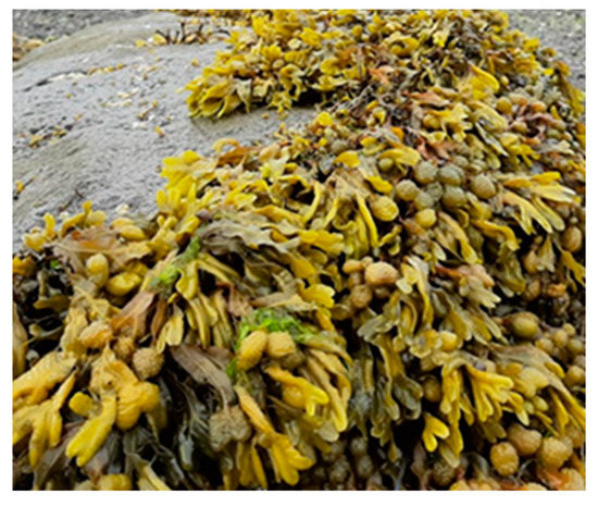 Biomass | Free Full-Text | Seaweed Pellets as a Renewable Fuel Feedstock