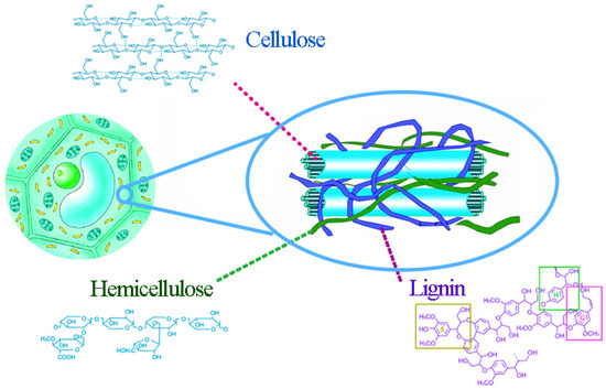 Biomass | Free Full-Text | The Role of Lignin Structure on Cellulase Adsorption and Enzymatic ...