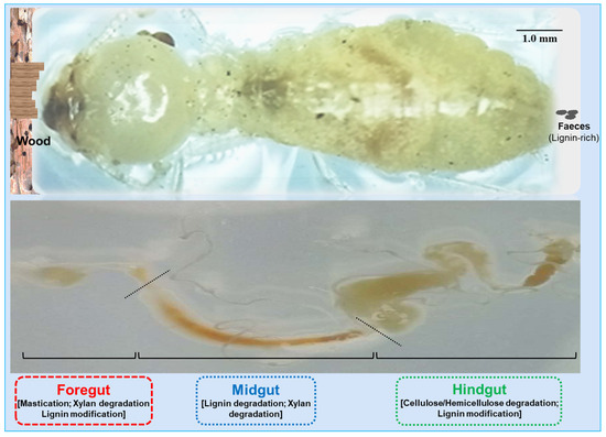 Termite Microbial Symbiosis as a Model for Innovative Design of ...